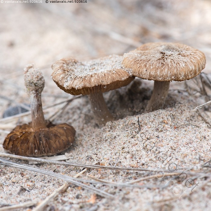 Kuva: Hietikkorisakas Inocybe impexa - Inocybe impexa hietikkorisakas ...