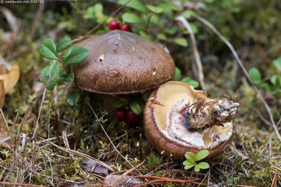 Kuva: Voitatti - Suillus luteus voitatti tatti sieni sienet tatit ...