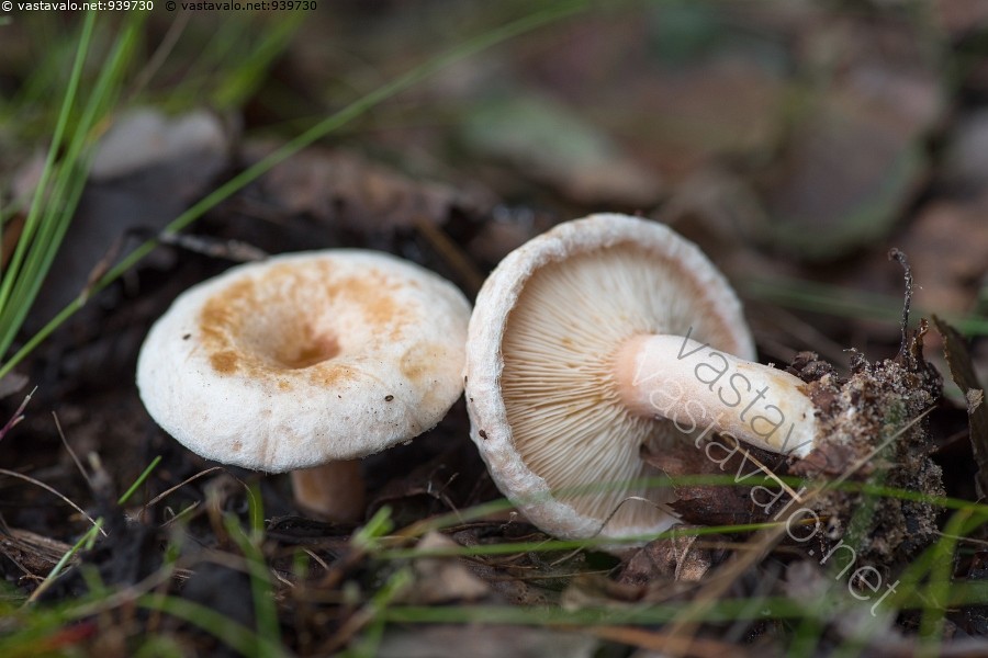 Kuva: Villakarvarousku Lactarius pubescens - Lactarius pubescens ...
