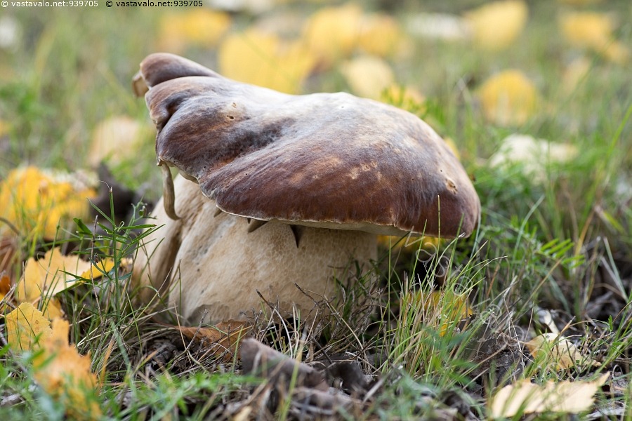 Kuva: Herkkutatti - Boletus edulis herkkutatti tatti ruskealakkinen ...