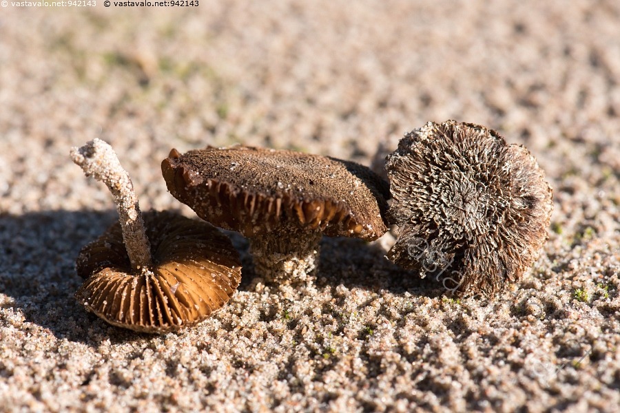Kuva: Hietikkorisakas - Inocybe impexa hietikkorisakas risakas sieni ...