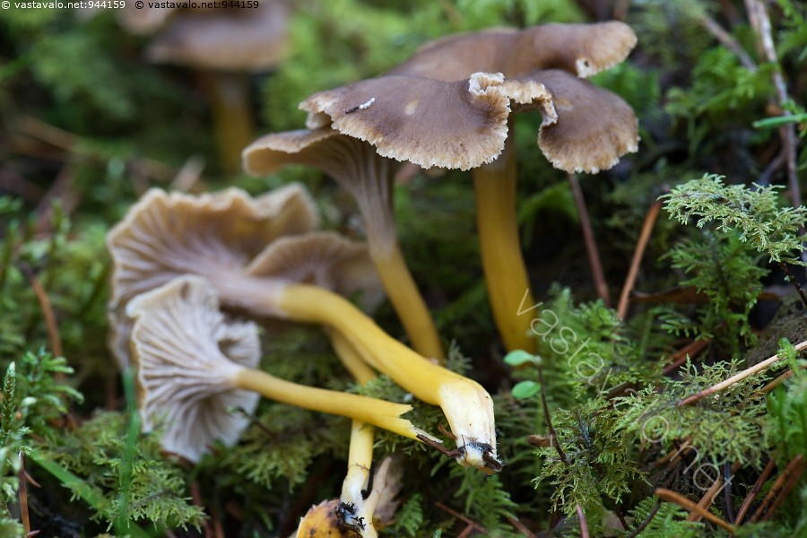 Kuva: Suppilovahvero - Cantharellus tubaeformis sieni sienet ...