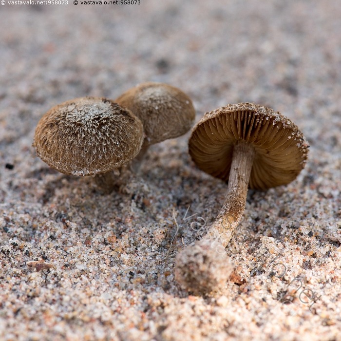 Kuva: Hietikkorisakas - Inocybe impexa hietikkorisakas harvinainen ...