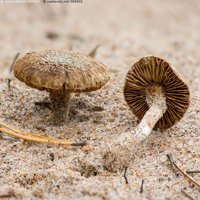 Kuva: Hietikkorisakas - Inocybe impexa hietikkorisakas risakas sieni ...