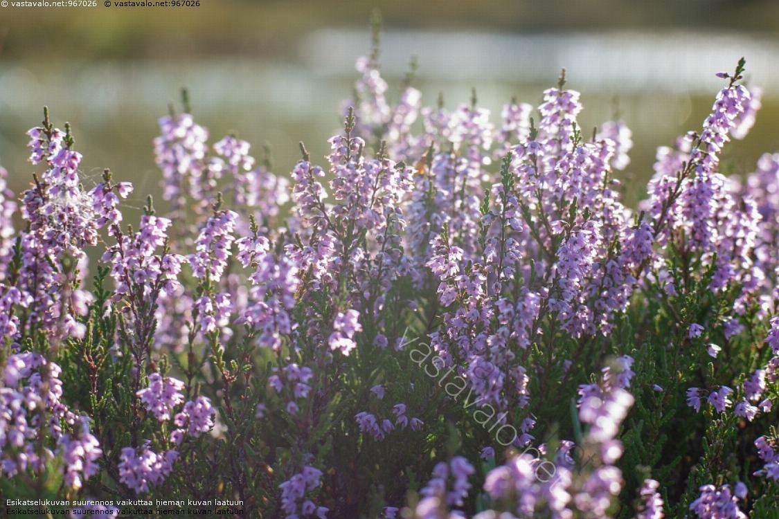 Kuva: Kanerva - Calluna vulgaris varpu vaaleanpunainen pinkki kukka ...