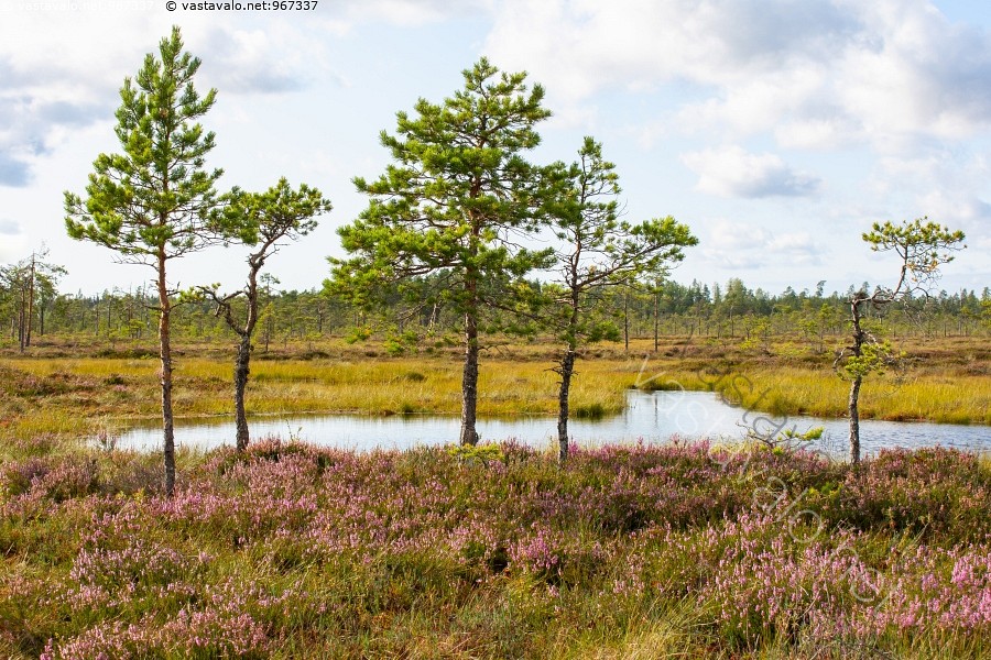 Kuva: Kesäinen suo - suo neva maisema suomaisema lila liila kanerva ...