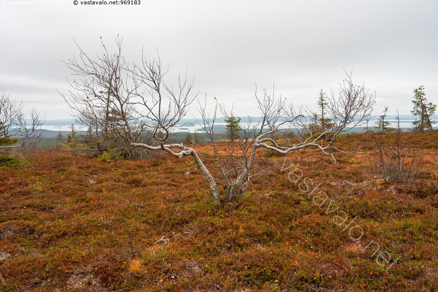 Kuva: Riisitunturin laella - ruska maaruska Riisitunturi tunturi ...
