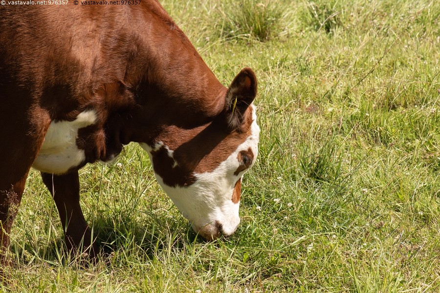 Kuva: Ruokatunti - nauta lehmä ruskea valkoinen niitty ruoho syödä ...