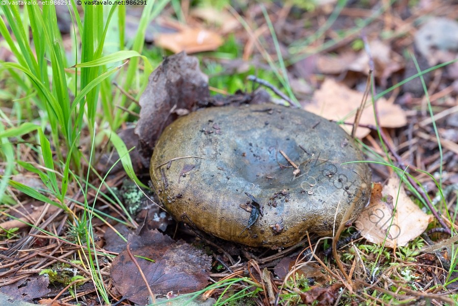 Kuva: Mustarousku - mustarousku Lactarius turpis necator plumbeus ...