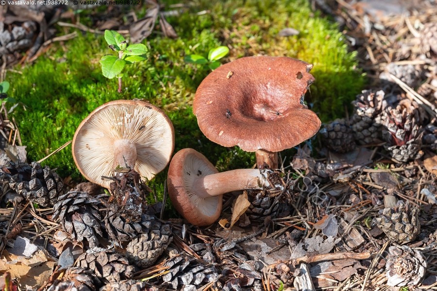 Kuva: Kangasrousku - Lactarius rufus kangassieni kangasrousku sieni ...