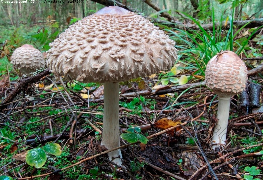 Kuva: Akansienet - Chlorophyllum rhacodes akansieni sienet kuusimetsä ...