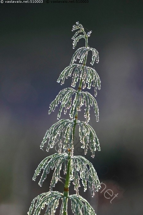 Kuva: Kasteinen korte - kasteinen aamukaste korte sanikkainen kasvi ...