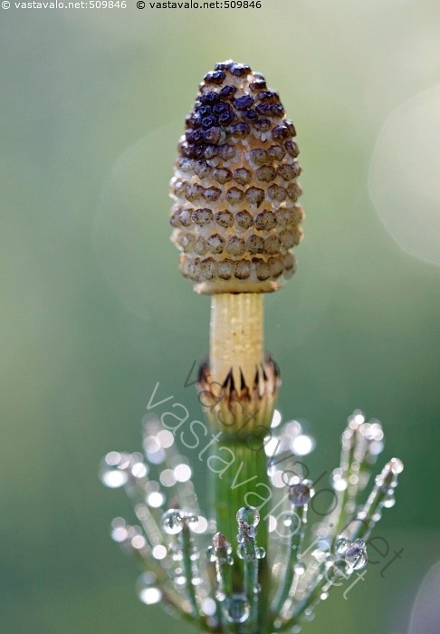 Kuva: Kortteen itiötähkä - korte itiötähkä Equisetum kasvi kesä ...