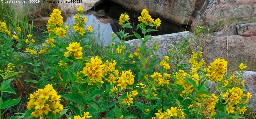 Kuva: Ranta-alpi - ranta-alpi Lysimachia vulgaris esikkokasvi keltaiset ...