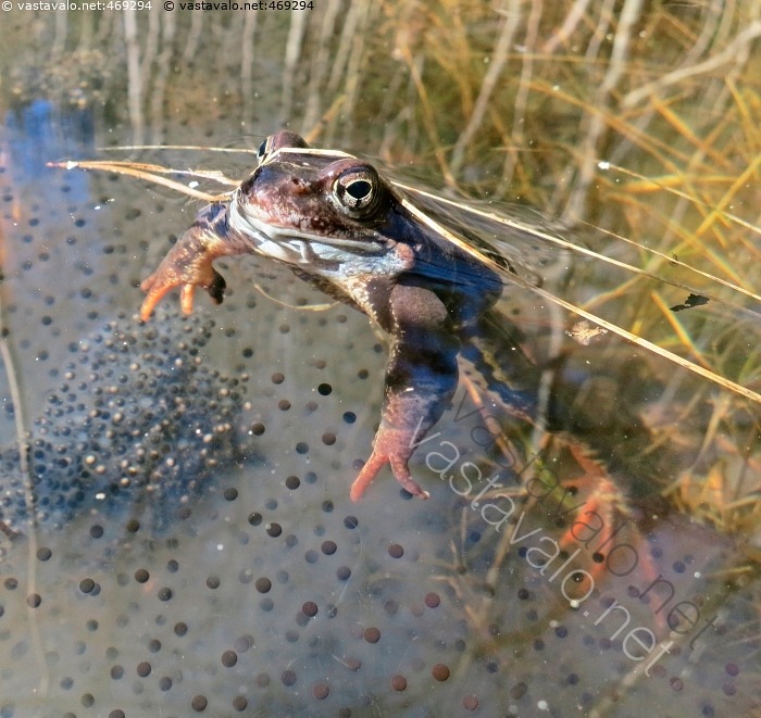 Kuva: Sammakko 2 - sammakko tavallinen kutuaika kutu kevät kutulammikko ...