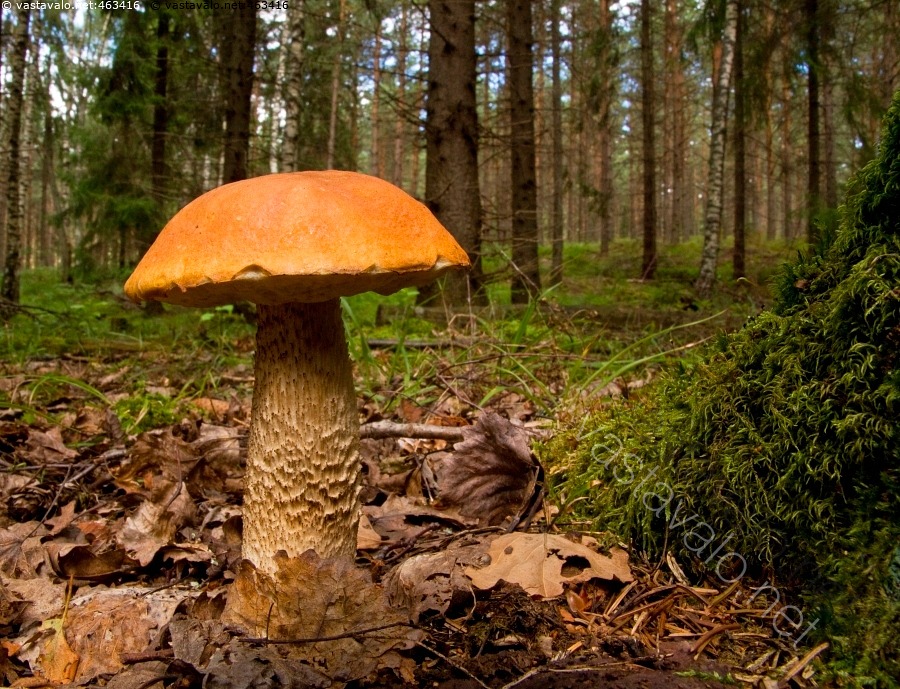 Kuva: Haavanpunikkitatti - haavanpunikkitatti punikkitatti tatti elokuu ...