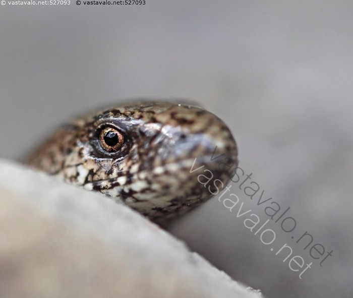 Kuva: Vaskitsa - vaskitsa Anguis fragilis matelija pää kurkkaus katse ...