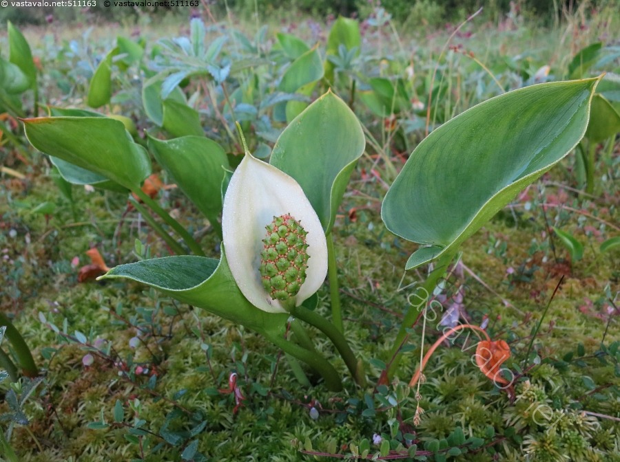 Kuva: Vehka - vehka suovehka vehkakasvi Calla palustris ranta ...
