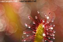 Kuva: Kihokki - kihokki pitkälehtikihokki kihokit Drosera anglica ...