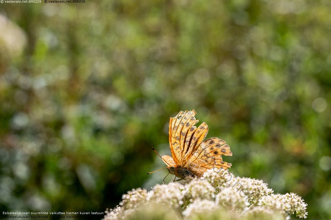 Kuva: Perhonen - perhonen perhoset koiras keisarinviitta hyönteinen ...
