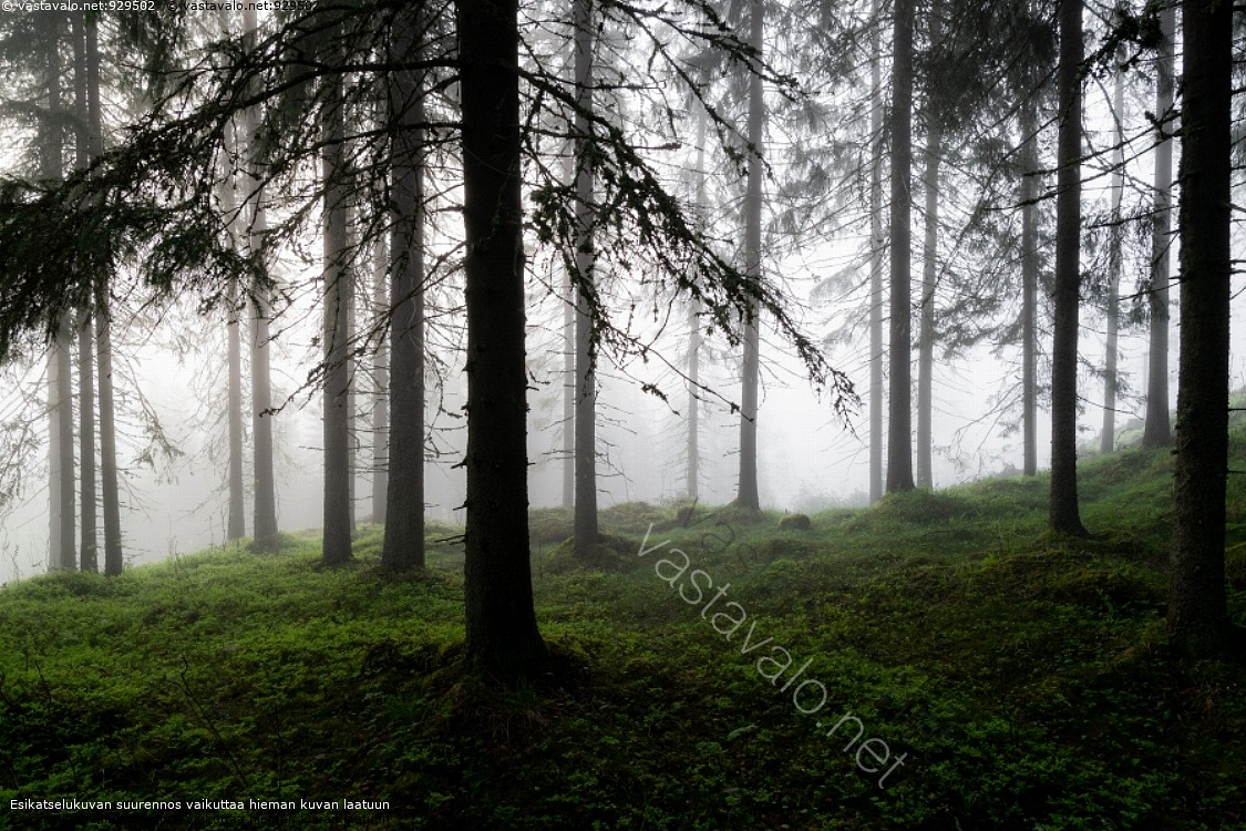 Kuva: Sumua metsässä - metsä metsämaisema kuusimetsä kuusi kuuset ...
