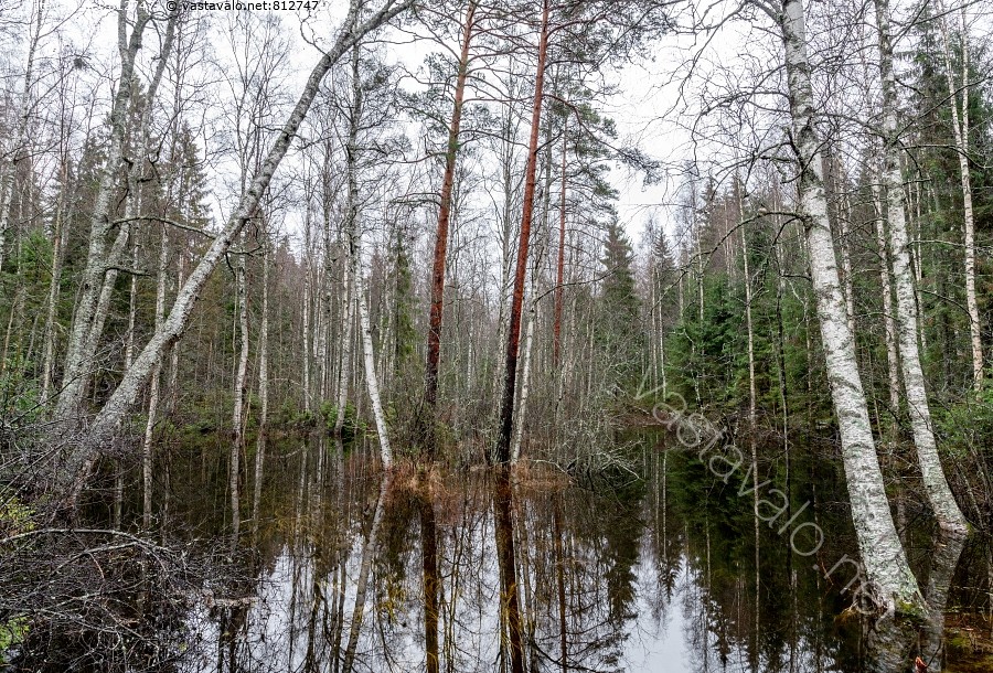 Kuva: Tulviva puro - tulviva puro vesi tulva vino puu puut metsä ...