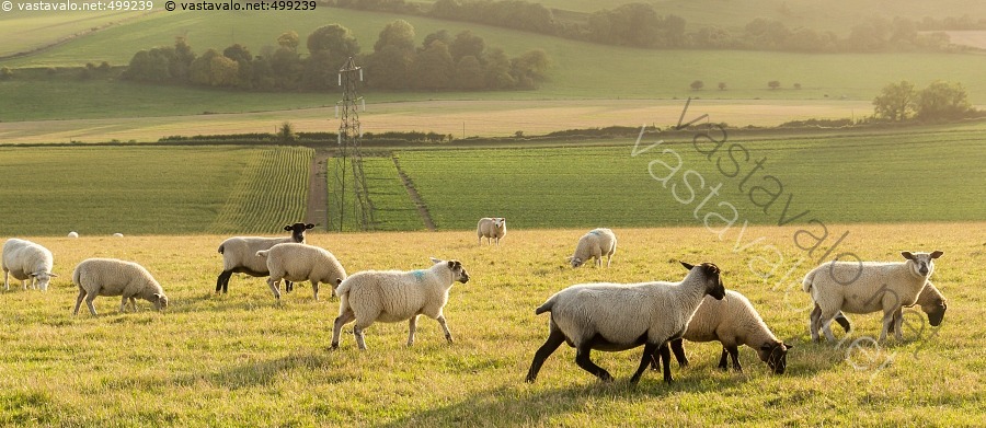 Kuva: Lampaat nummella - lammas lampaat lammaslauma Ovis aries ...