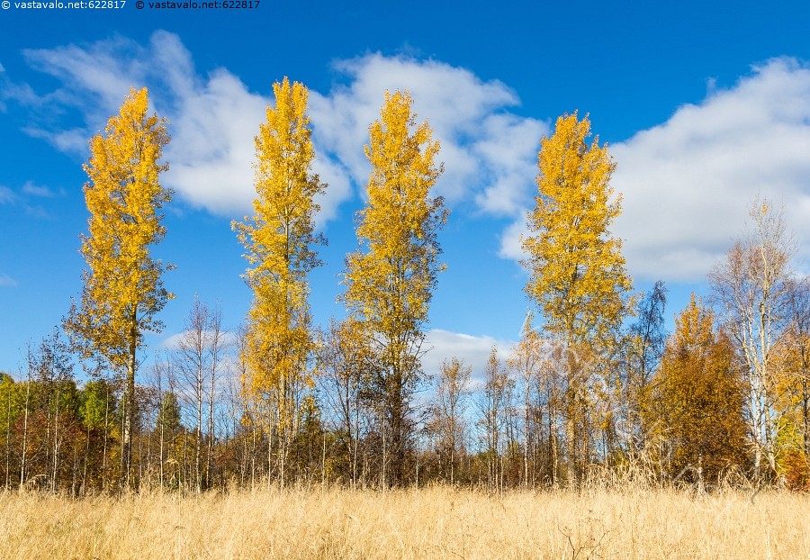Kuva: Haavat pellon reunassa - haapa haavat puu puut keltainen ...
