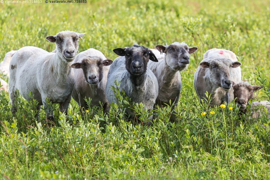 Kuva: Lampaat potretissa - lammas Ovis aries lampaat lammaslauma katras ...