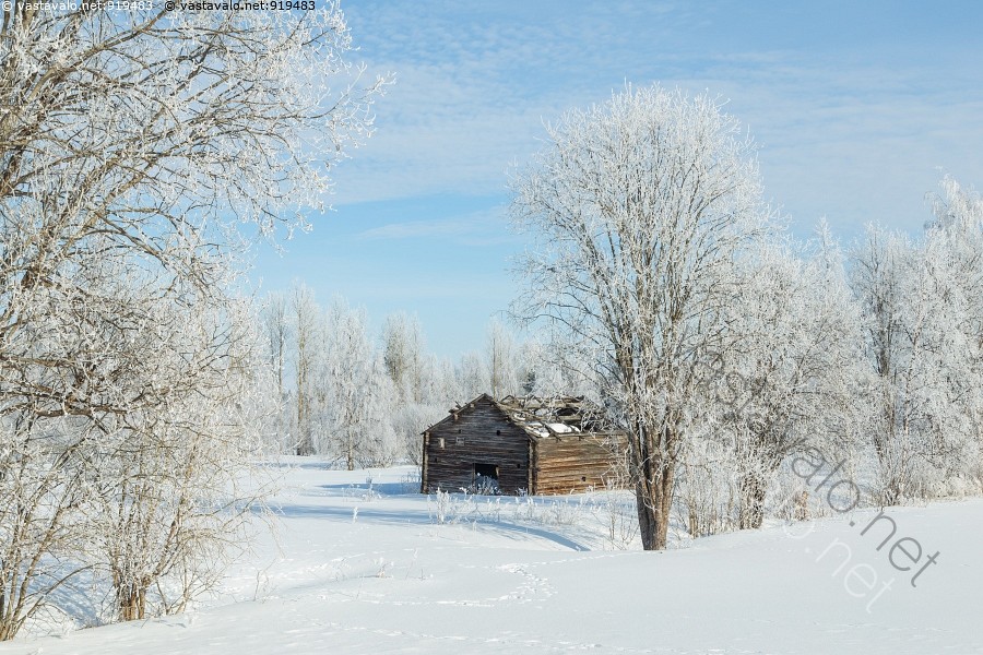 Kuva: Riihi puiden katveessa - vanha riihi hirsinen hirsirakennus ...