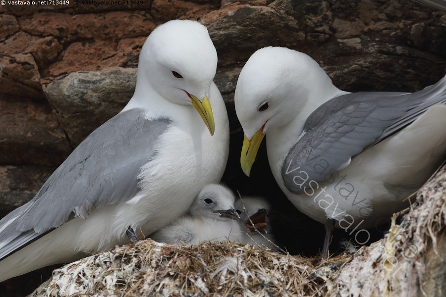 Kuva: Pikkukajava - pikkukajava kajava Rissa tridactyla perhe poikanen ...