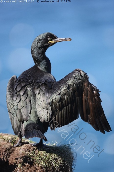 Kuva: Karimetso - karimetso Phalacrocorax aristotelis lintu merilintu ...
