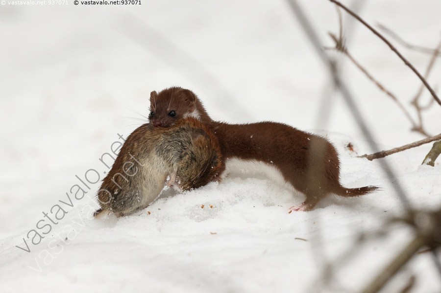 Kuva: Lumikko saalistaa - lumikko pienin näätäeläin Mustela nivalis ...