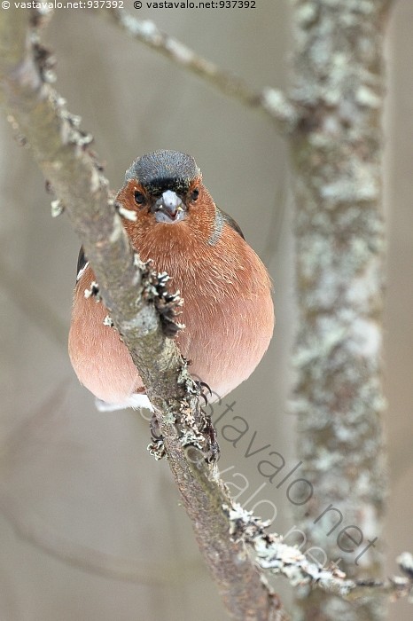 Kuva: Peippo oksalla - peippo Fringilla coelebs pikkulintu lintu peipot ...