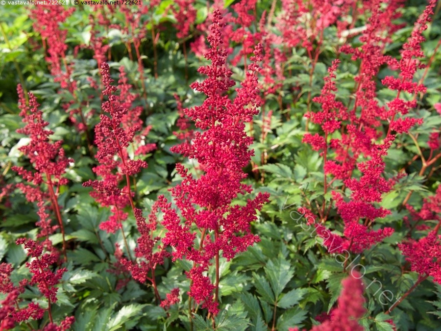 Kuva: Punainen jaloangervo - Astilbe jaloangervo angervo angervot ...