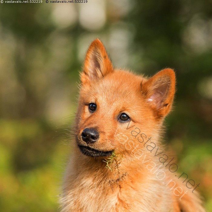 Kuva: Suomenpystykorva - suomenpystykorva pystykorva koira pentu nuori ...