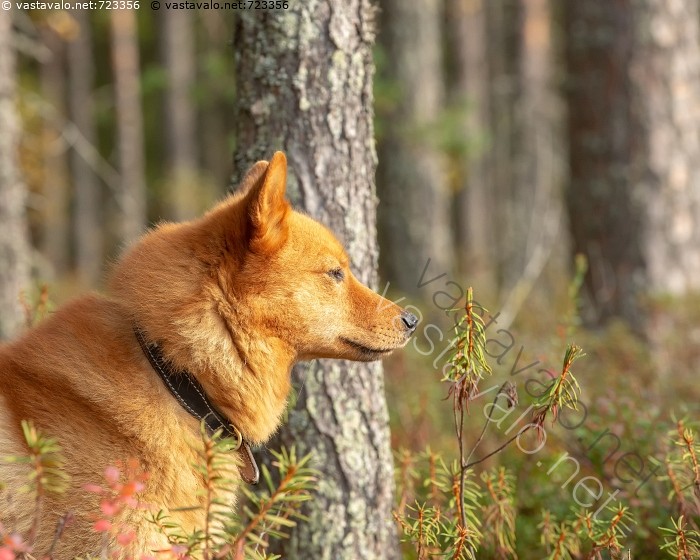 Kuva: Suomenpystykorva syyspäivänä - suomenpystykorva pystykorva ...