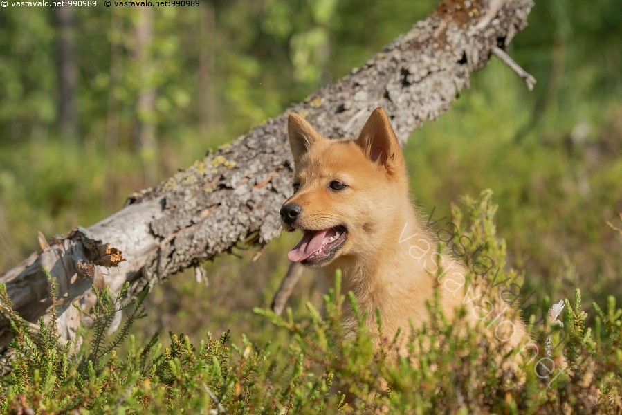 Kuva: Pystykorvan pentu tutustuu metsään ensi kertaa - suomenpystykorva ...