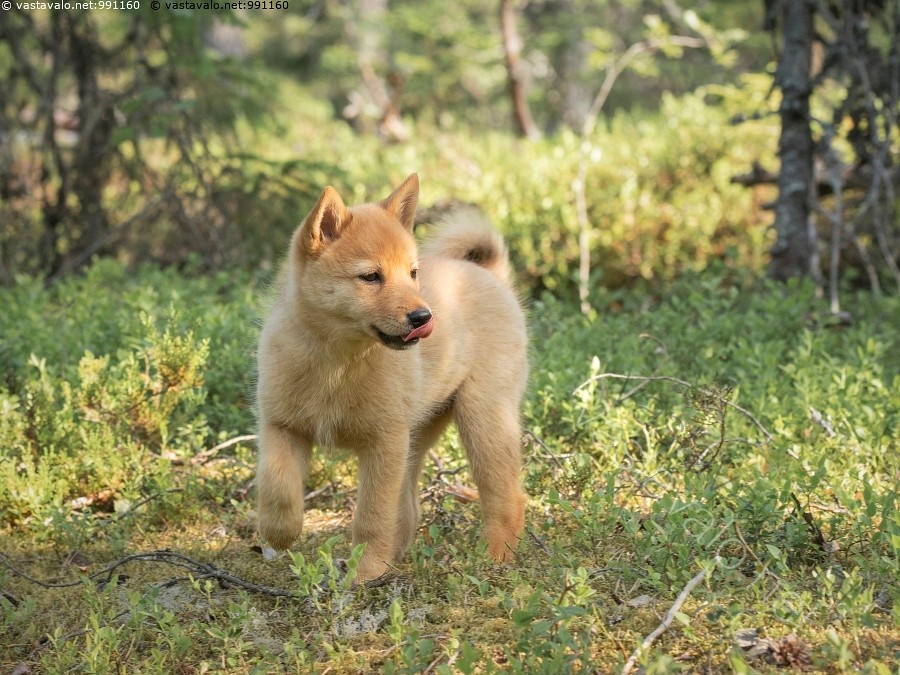 Kuva: Pystykorvan pentu tutustuu metsään ensi kertaa - suomenpystykorva ...