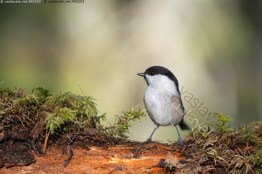 Kuva: Hömötiainen syksyisessä metsässä - hömötiainen tiainen lintu ...