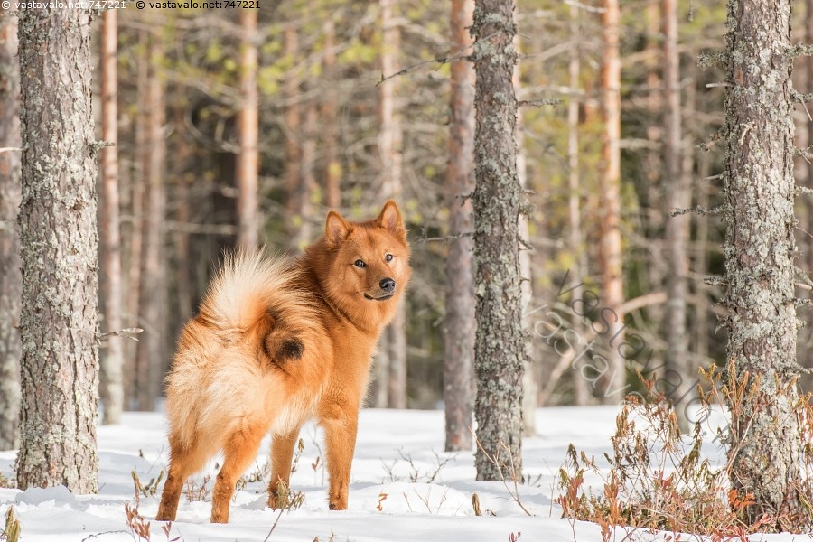 Kuva: Suomenpystykorva keväisessä metsässä - suomenpystykorva ...