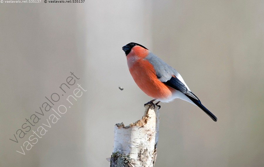 Kuva: Punatulkku - Pyrrhula peipot peippolinnut lintu linnut ...
