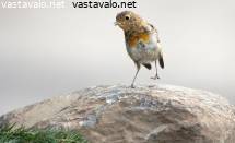 Kuva: Punarinta - Punarinta Erithacus rubecula muuttolintu lintu linnut ...