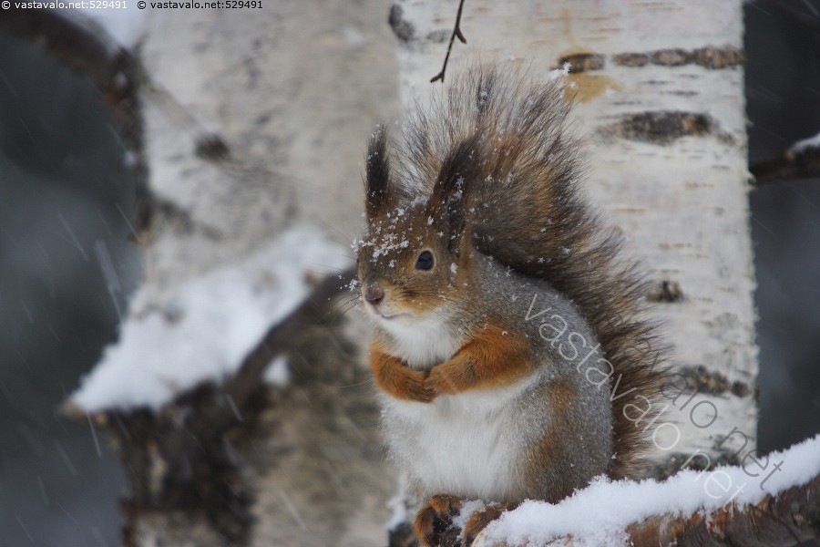 Kuva: Talvinen orava - Sciurus vulgaris orava talvi lumisade oksa istuu ...