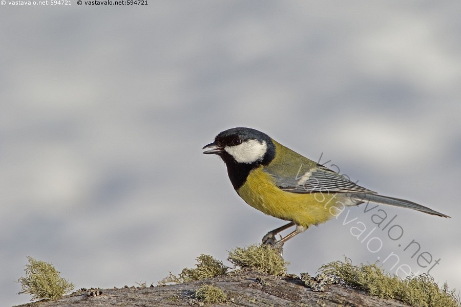 Kuva: Talitiainen kelolla - Parus major talitiainen kevät kelo laulaa ...