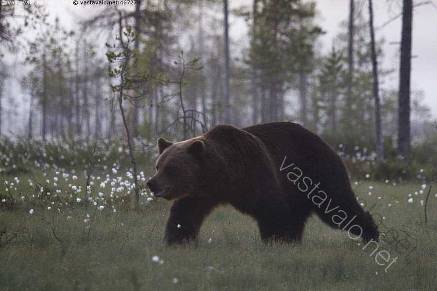 Kuva: Karhu - Ursus Arctos suurpeto petoeläimet peto nalle ruskeakarhu ...