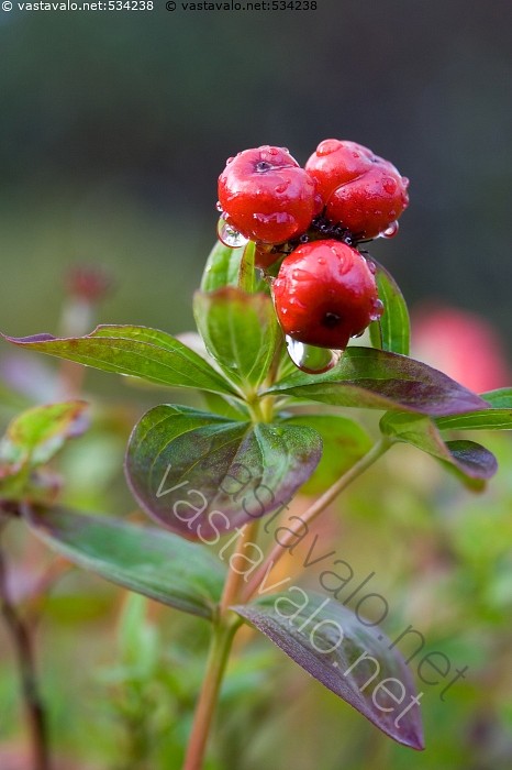 Kuva: Ruohokanukka - Cornus suecica ruohokanukka kanukkakasvit ...