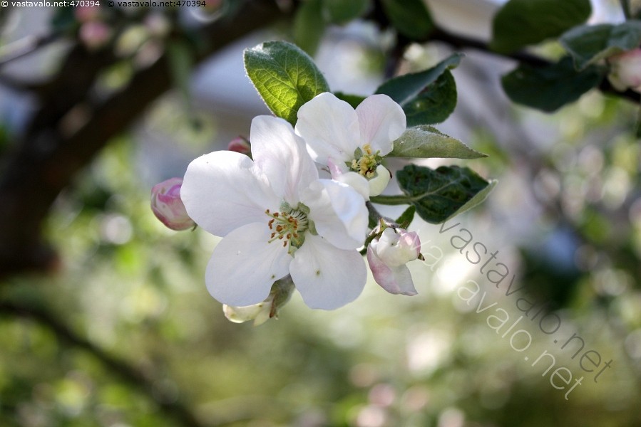 Kuva: Omenapuun kukka - omena omenapuu kukka omenankukka omenapuunkukka ...