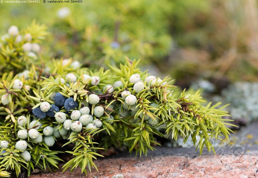 Kuva: Kataja kalliolla - kataja Juniperus communis ainavihanta marja ...