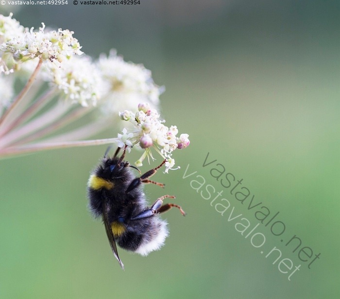 Kuva: Kimalainen - kimalainen bombus pistiäiset mesipistiäiset kukka ...